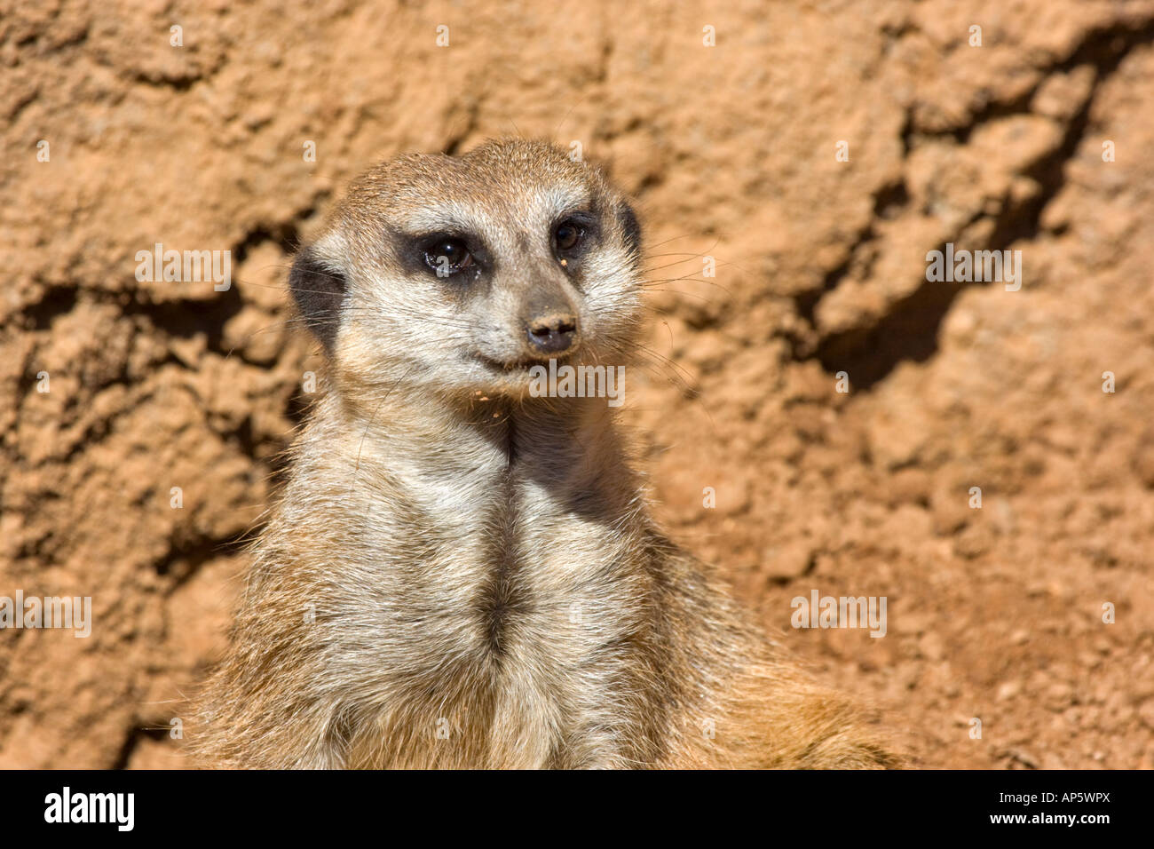 Meerkat burrow hi-res stock photography and images - Alamy