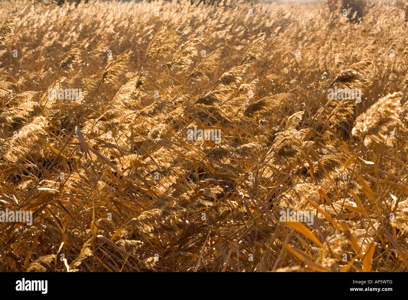 Wind on ears Stock Photo - Alamy