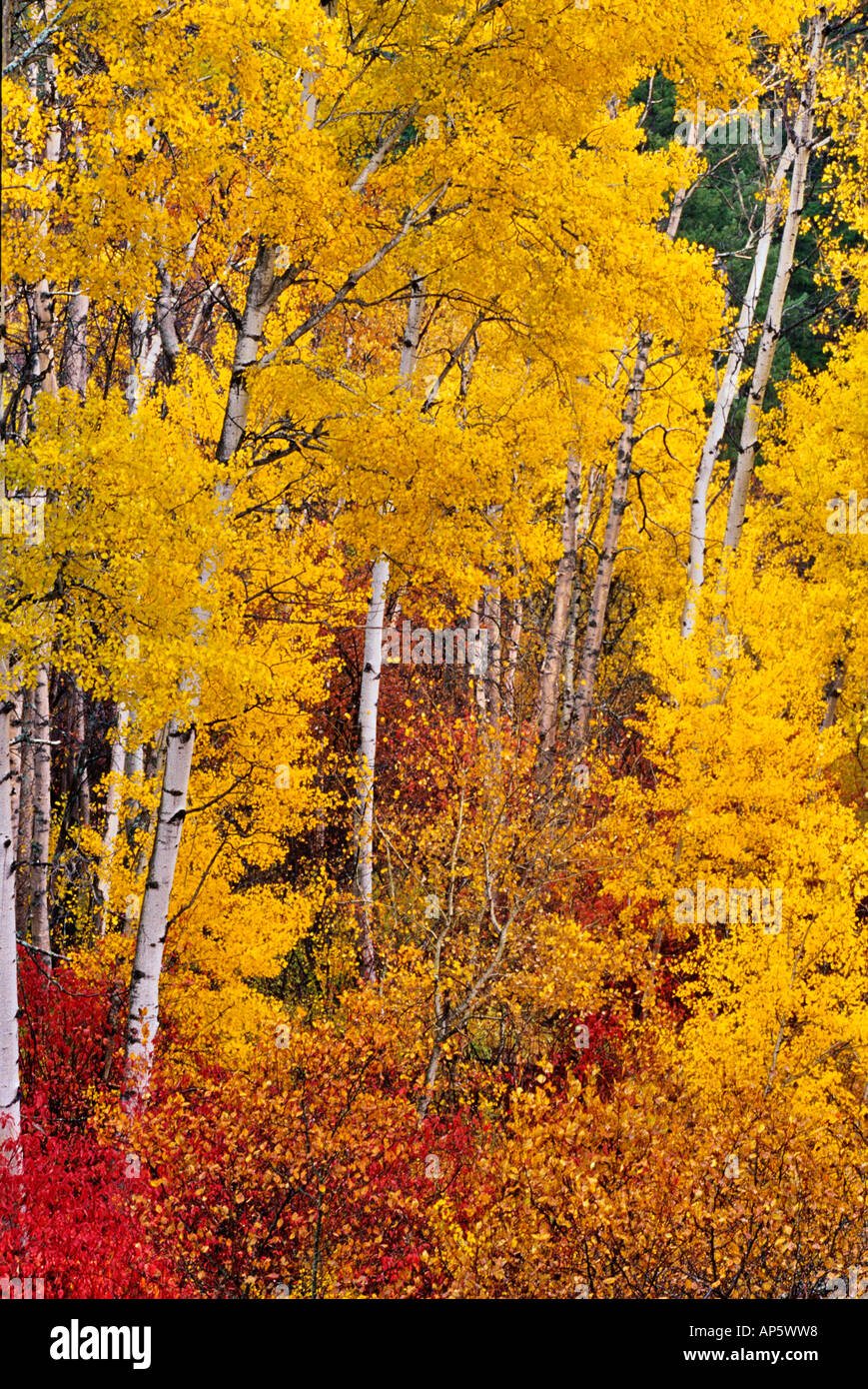 Autumn color in the Flathead Valley of Montana Stock Photo - Alamy
