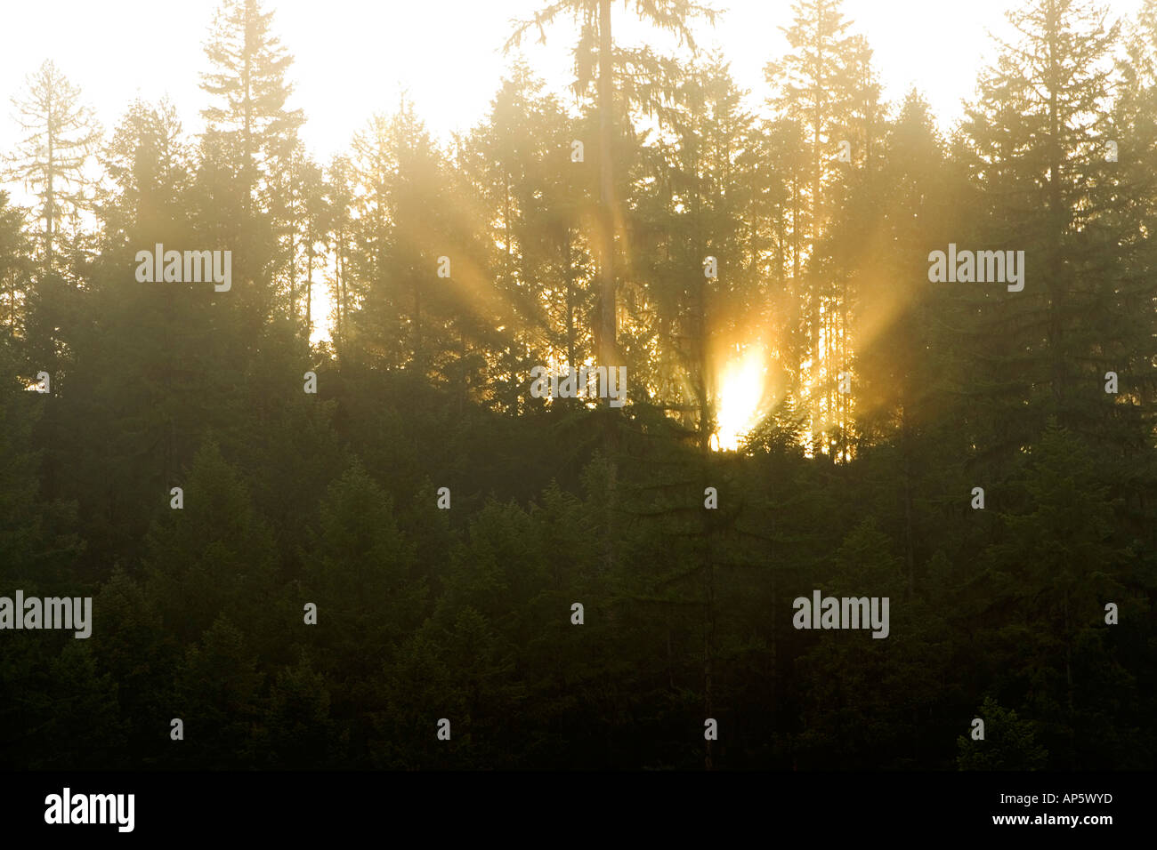 Light rays burst through the Flathead National Forest in Montana Stock ...