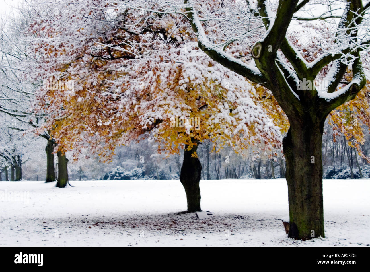 Beaudesert park hi-res stock photography and images - Alamy