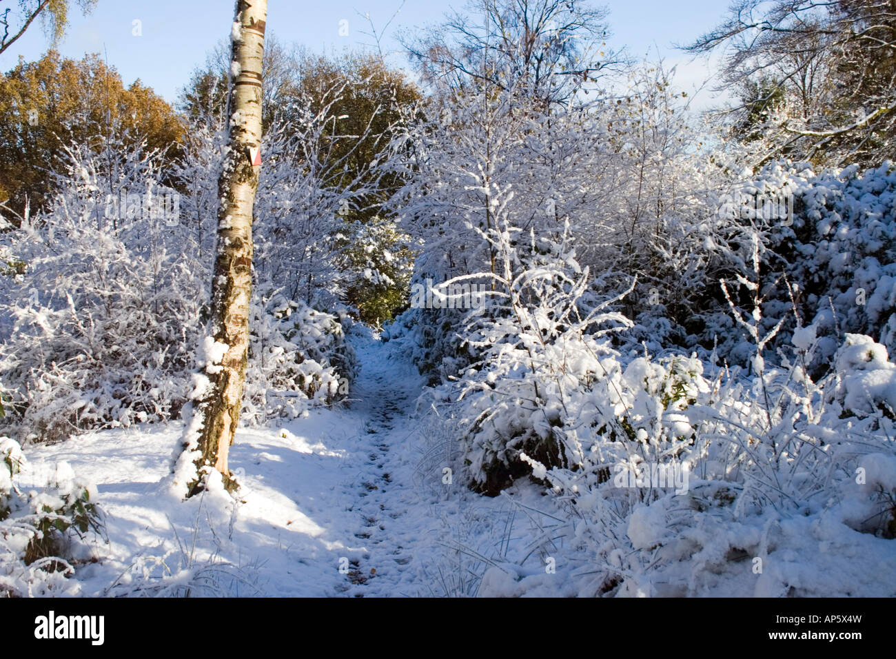 Snow and Frost early winter morning in November at Beaudesert Park ...