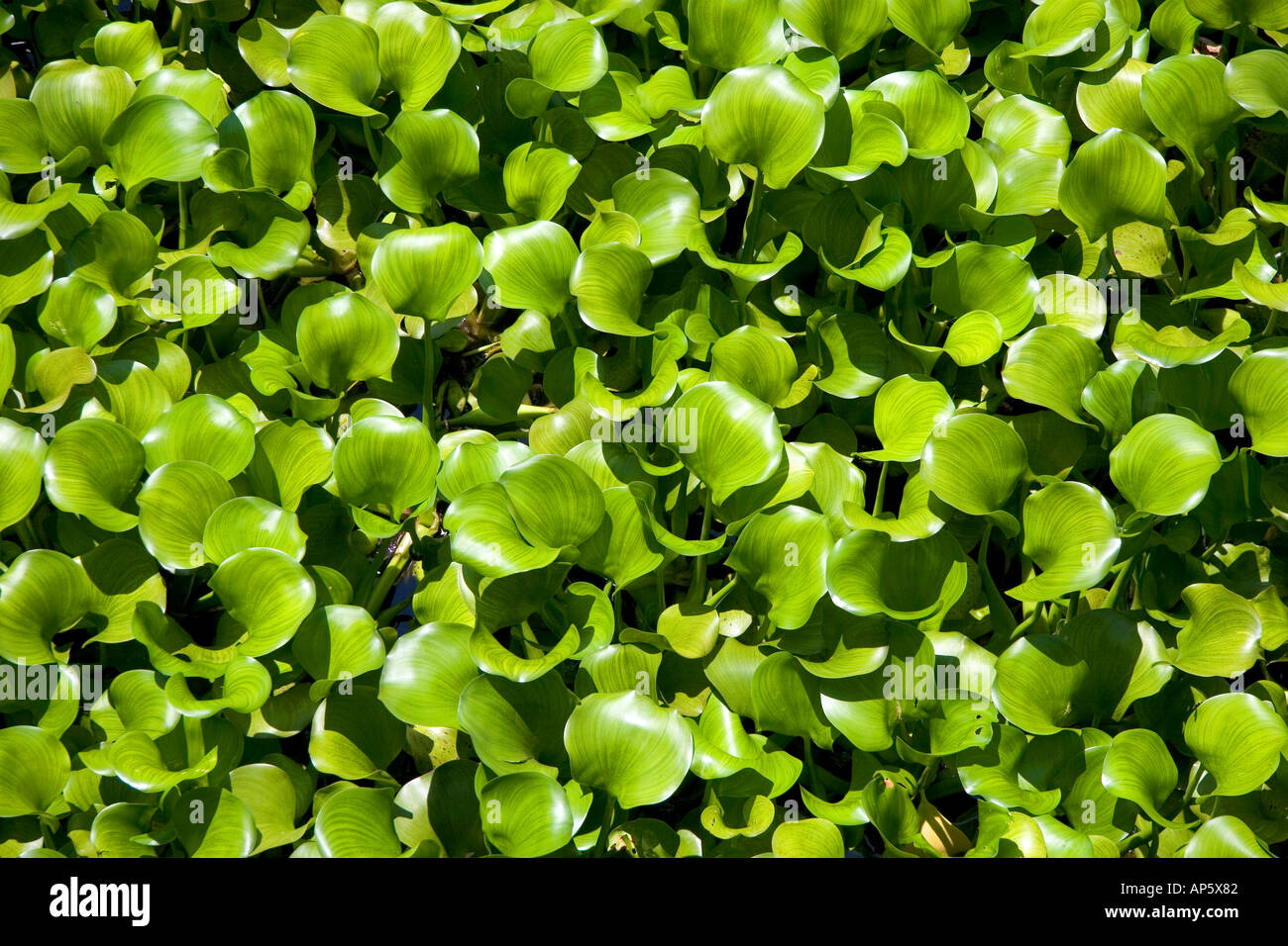 Water hyacinth in a florida waterway Stock Photo - Alamy
