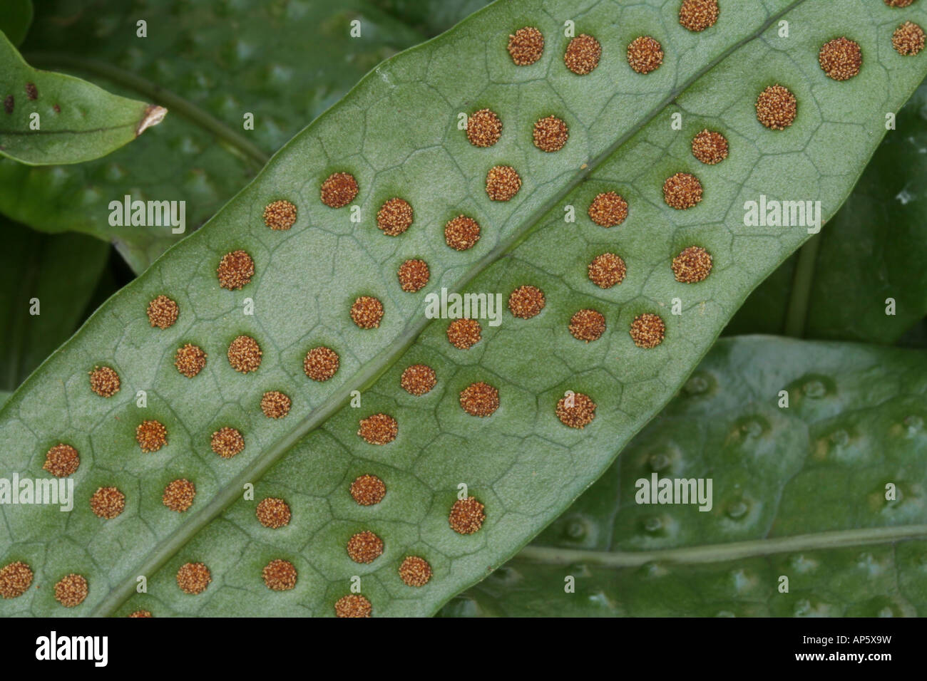 Sori on the underside of a fern frond, Microsorus sp Stock Photo - Alamy