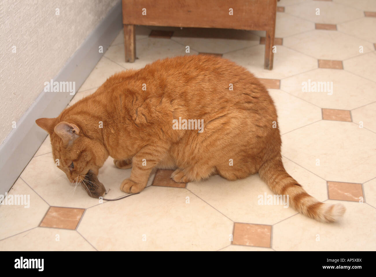 Prize cat hi-res stock photography and images - Alamy