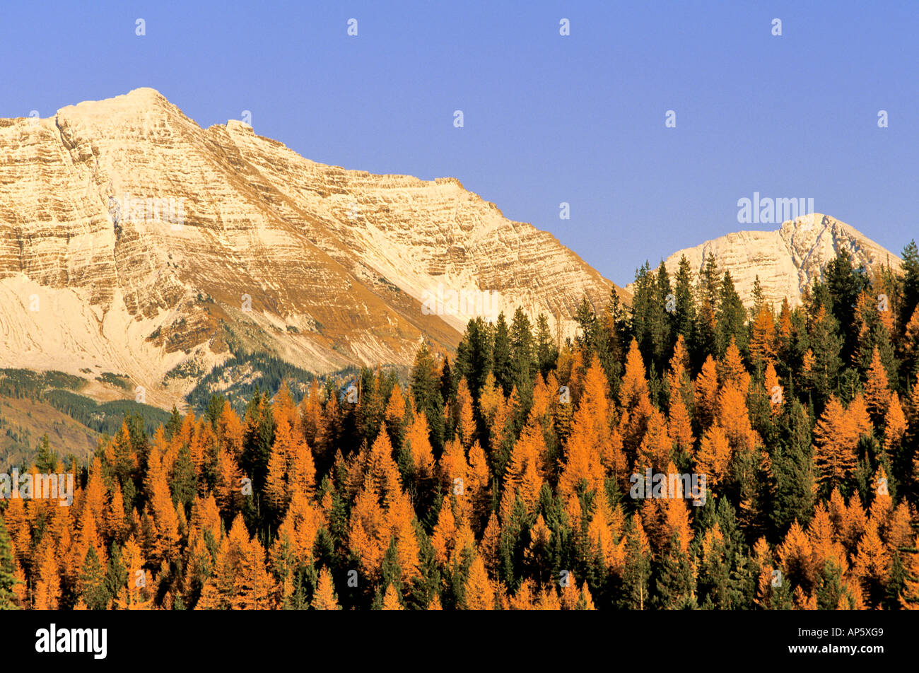 Autumn Larch Trees and Great Northern Mountain in the Flathead Range of ...