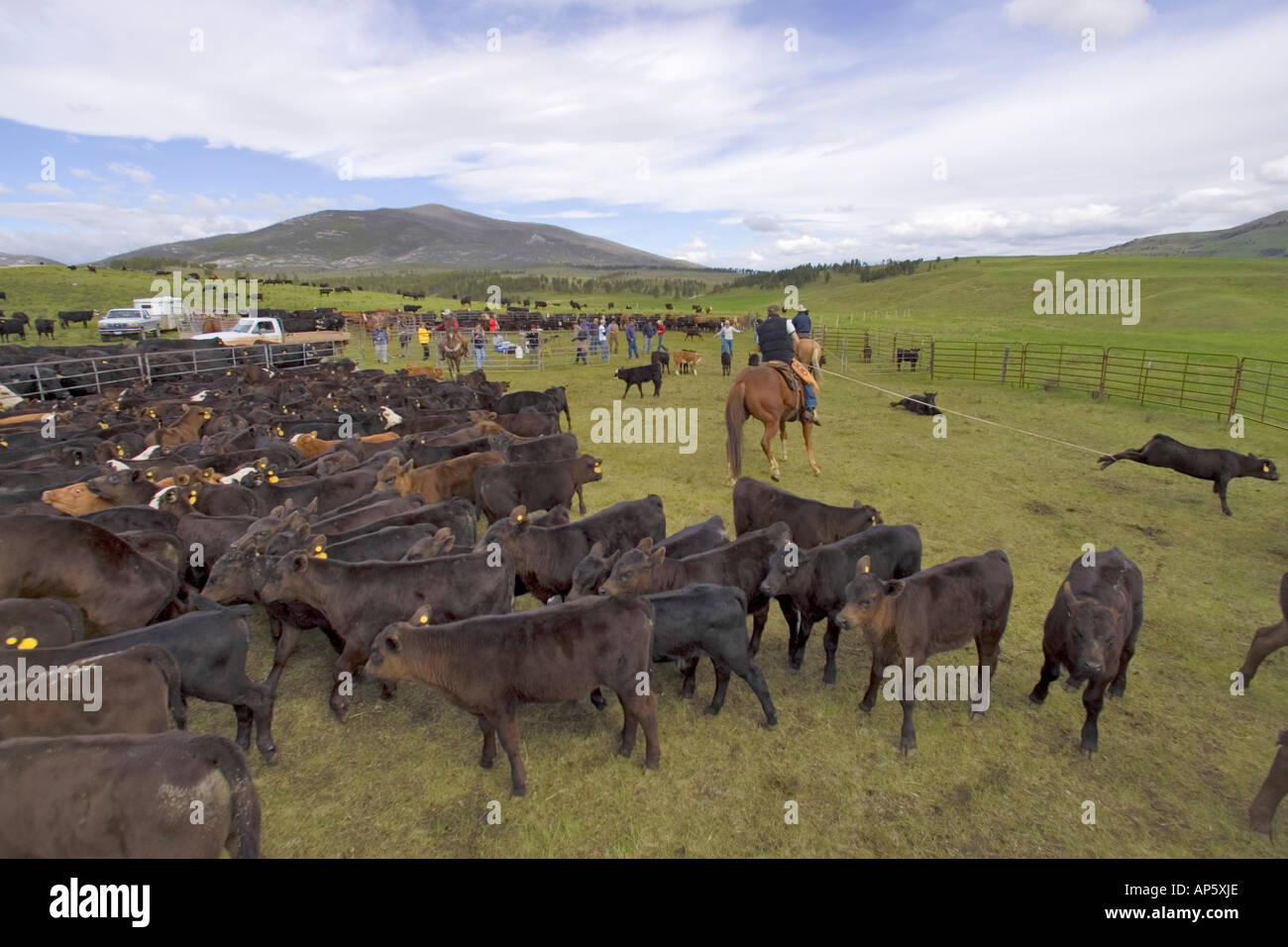 Cattle Branding at Hughes Ranch near Stanford Montana Stock Photo - Alamy