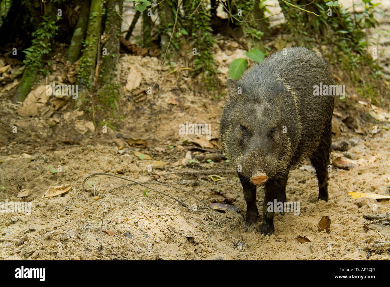 COLLARED PECCARY Tayassu tajacu Stock Photo - Alamy