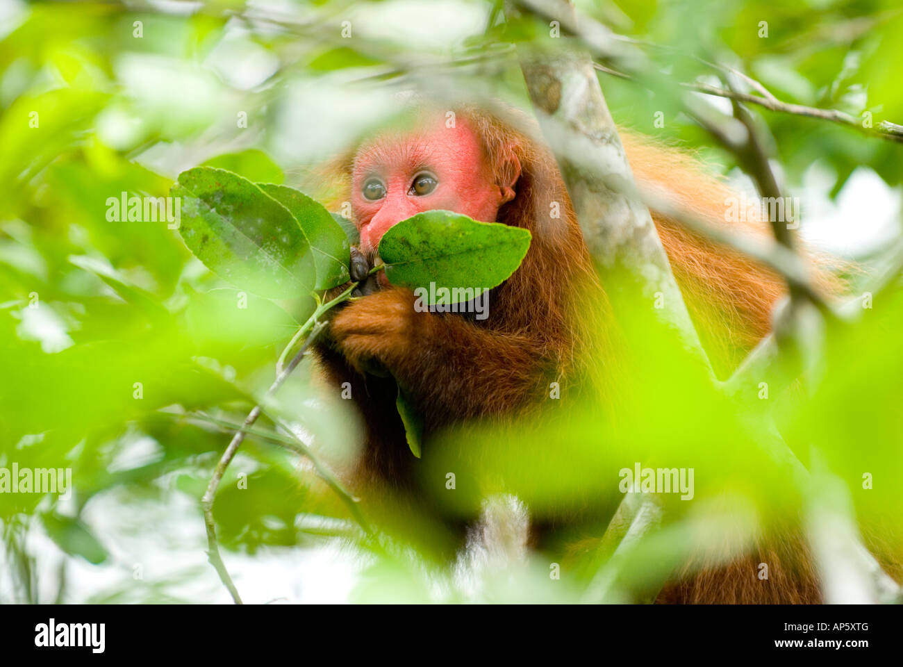RED UAKARI MONKEY Cacajao calvus ucayalii Stock Photo - Alamy
