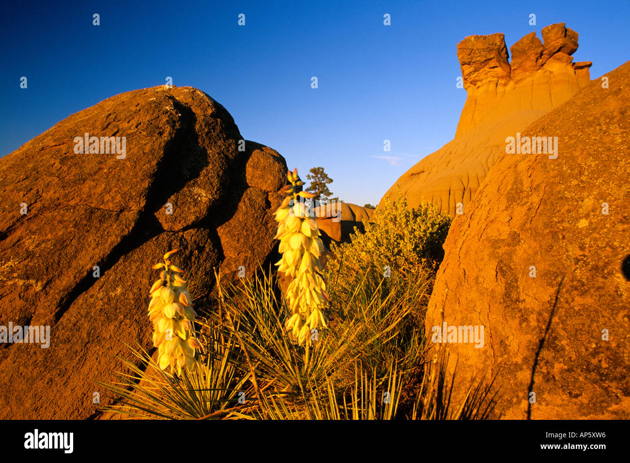 Soaptree Yucca and Badlands Formations at Makoshika State Park in ...