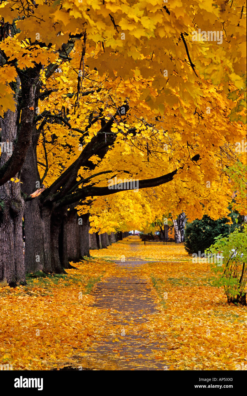 Maple Trees in Autumn in Missoula Montana Stock Photo - Alamy