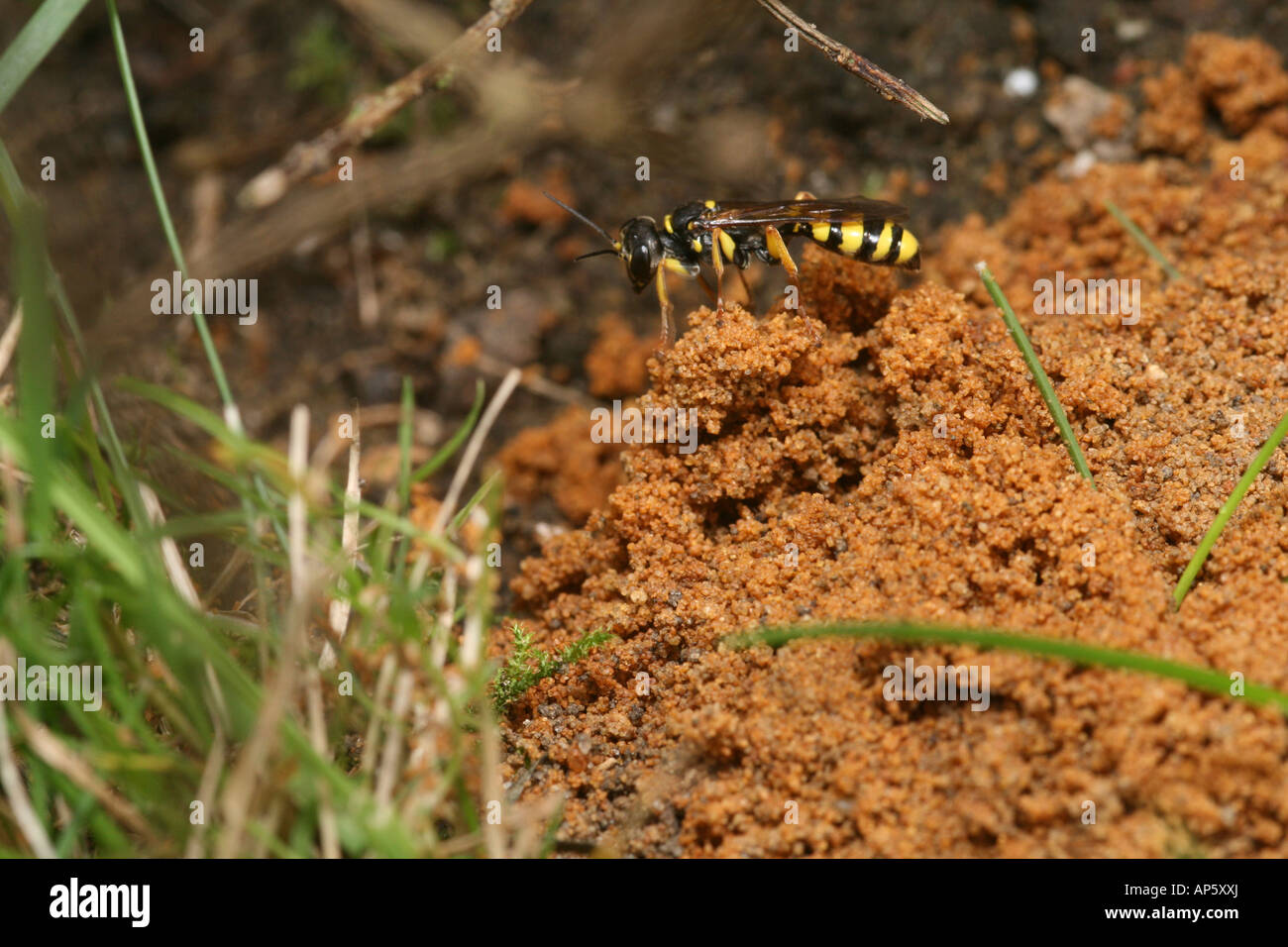 Solitary wasp over the entrance to her burrow Stock Photo - Alamy
