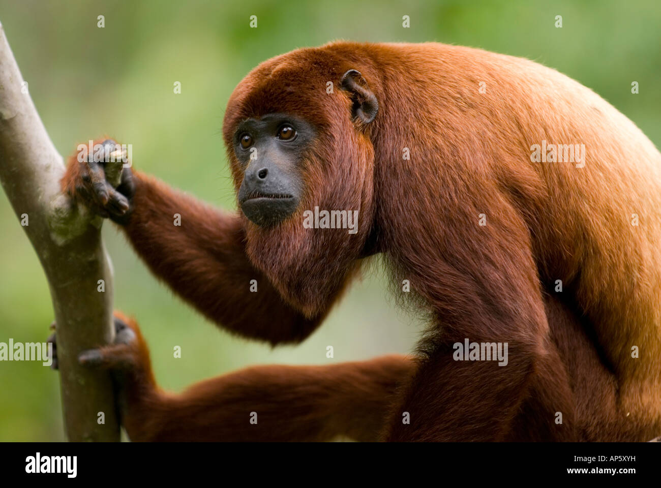 RED HOWLER MONKEY Alouatta seniculus Stock Photo - Alamy
