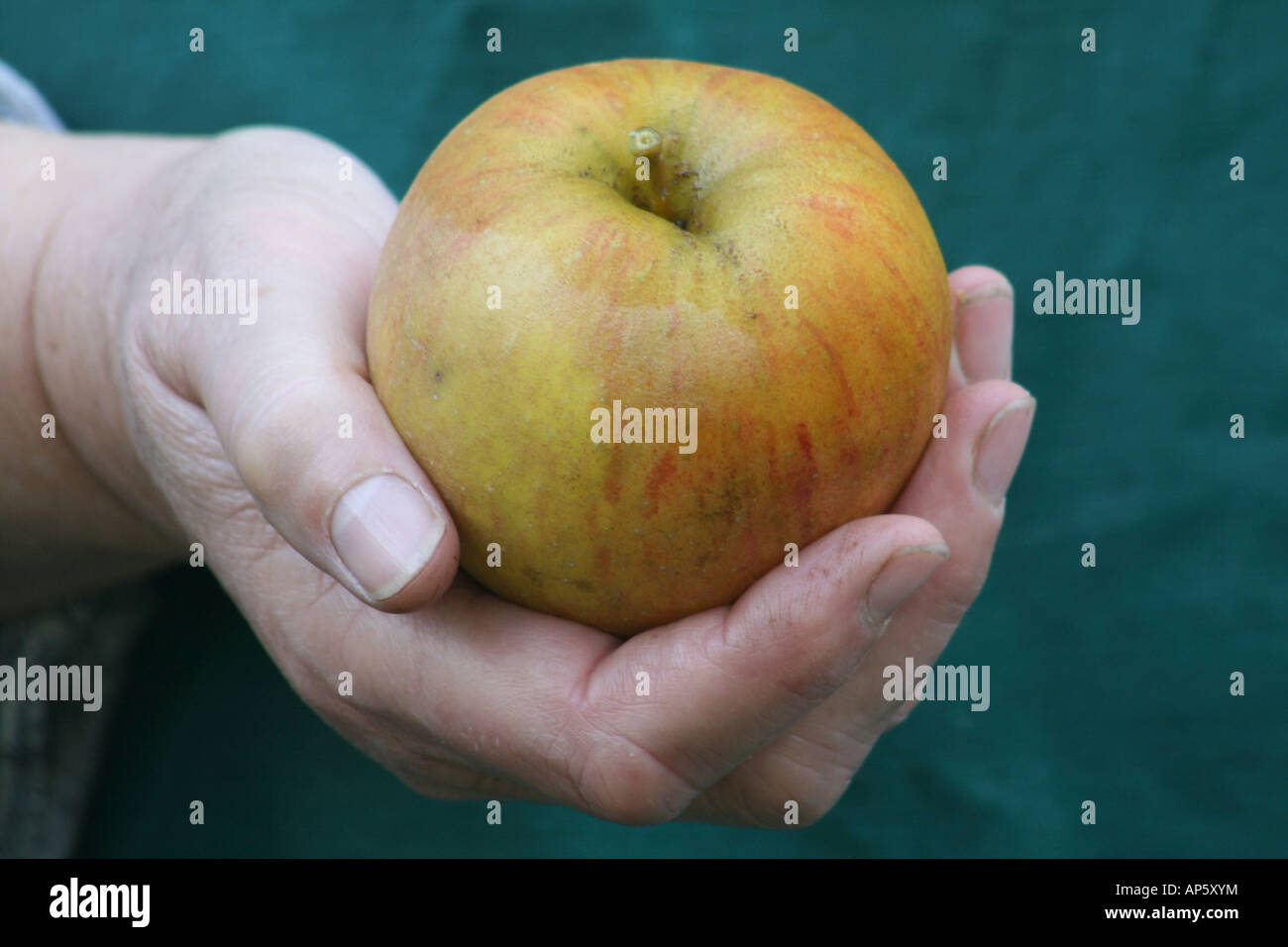 Hand holding a ribston pippin apple Stock Photo - Alamy