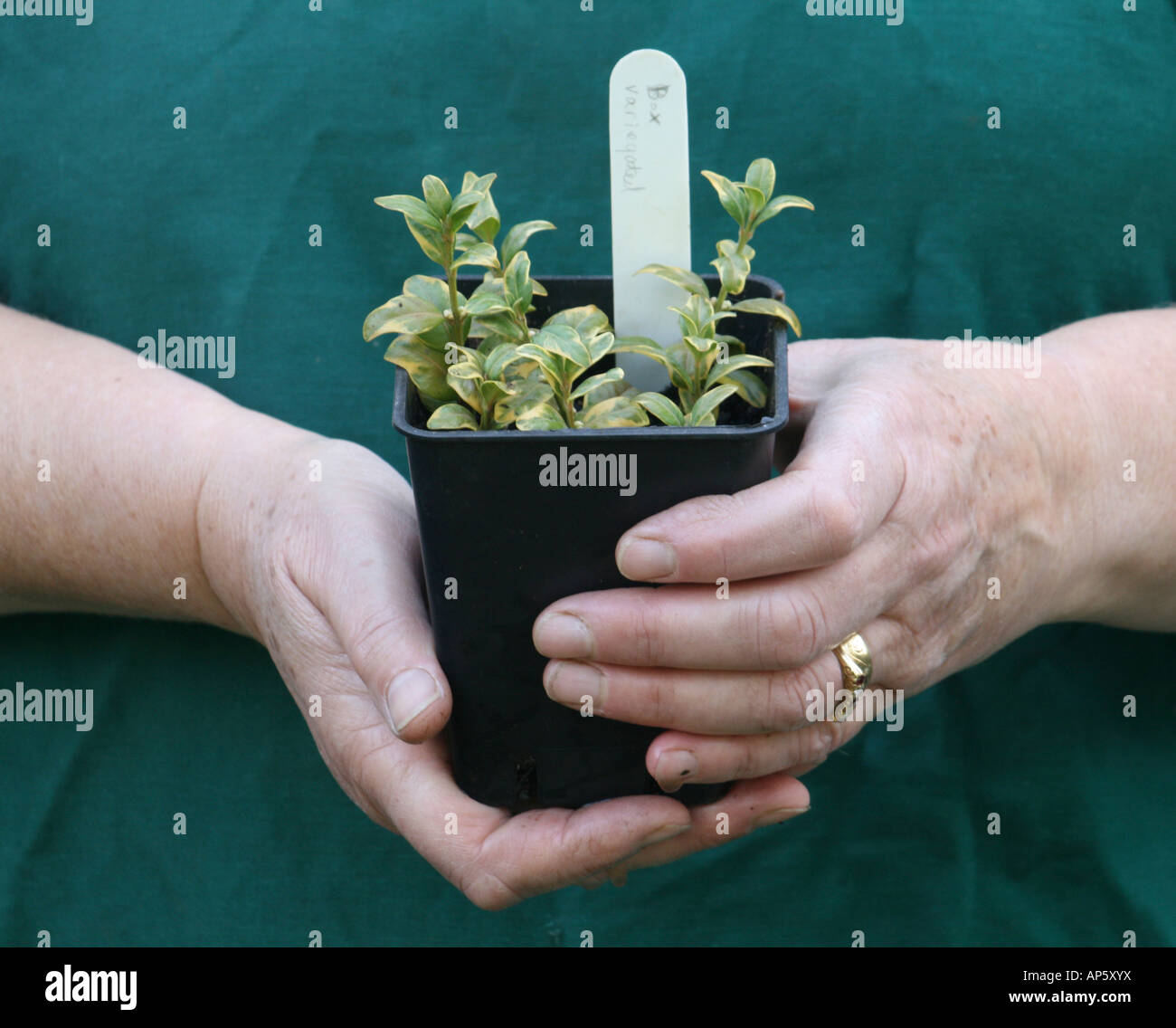 Cuttings box hi-res stock photography and images - Alamy