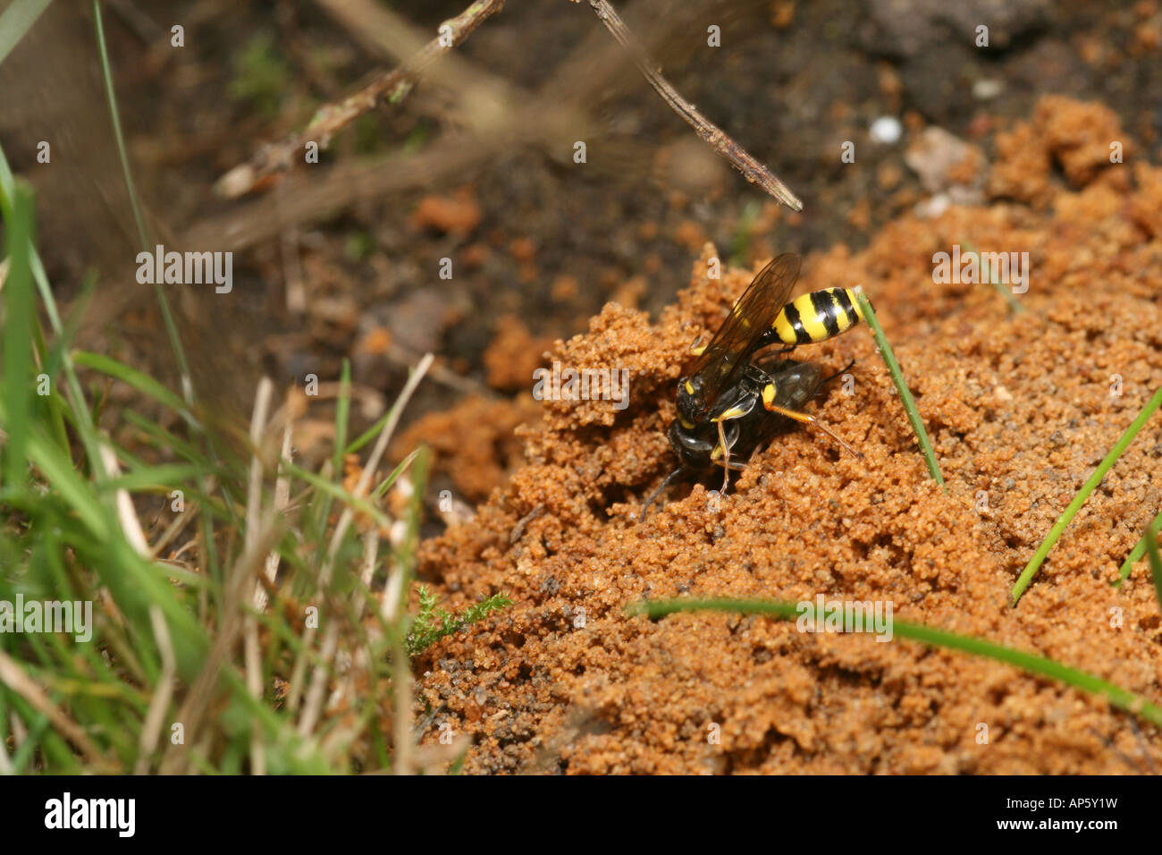 Solitary wasp dragging its prey into its burrow Stock Photo - Alamy
