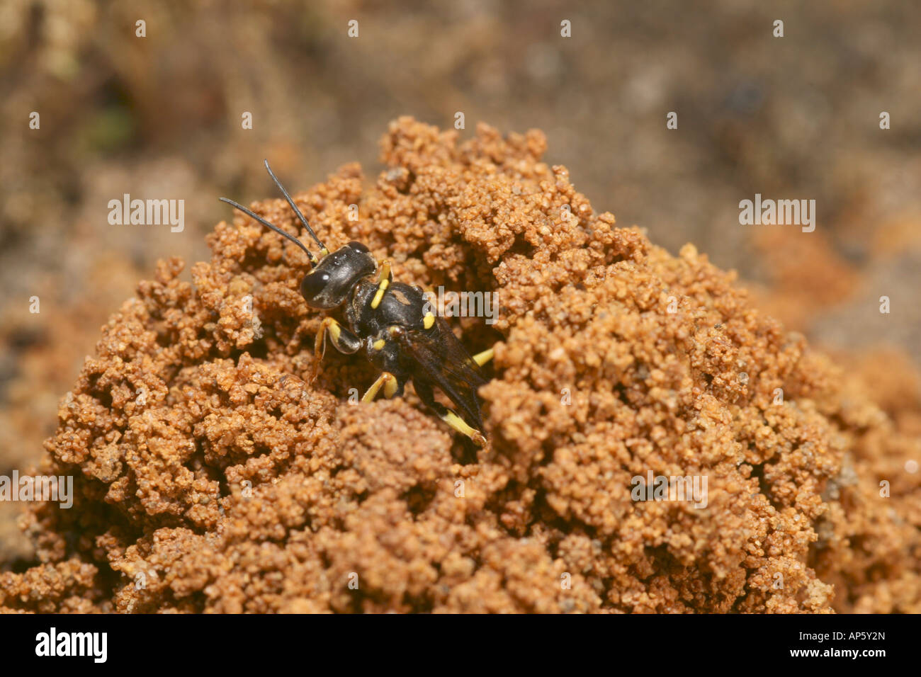 A solitary wasp emerging from its deep burrow leading to the nest ...