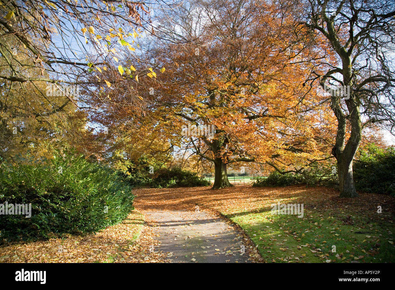Walk Autumn Tree Path Garden and Parkland Stock Photo - Alamy