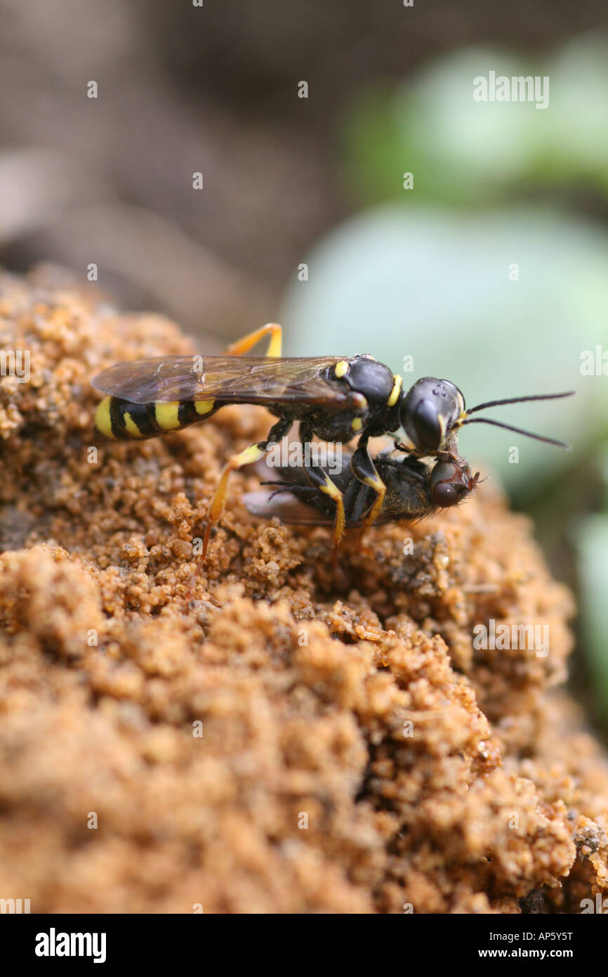 Solitary Wasp dragging its prey towards it burrow where she has laid ...