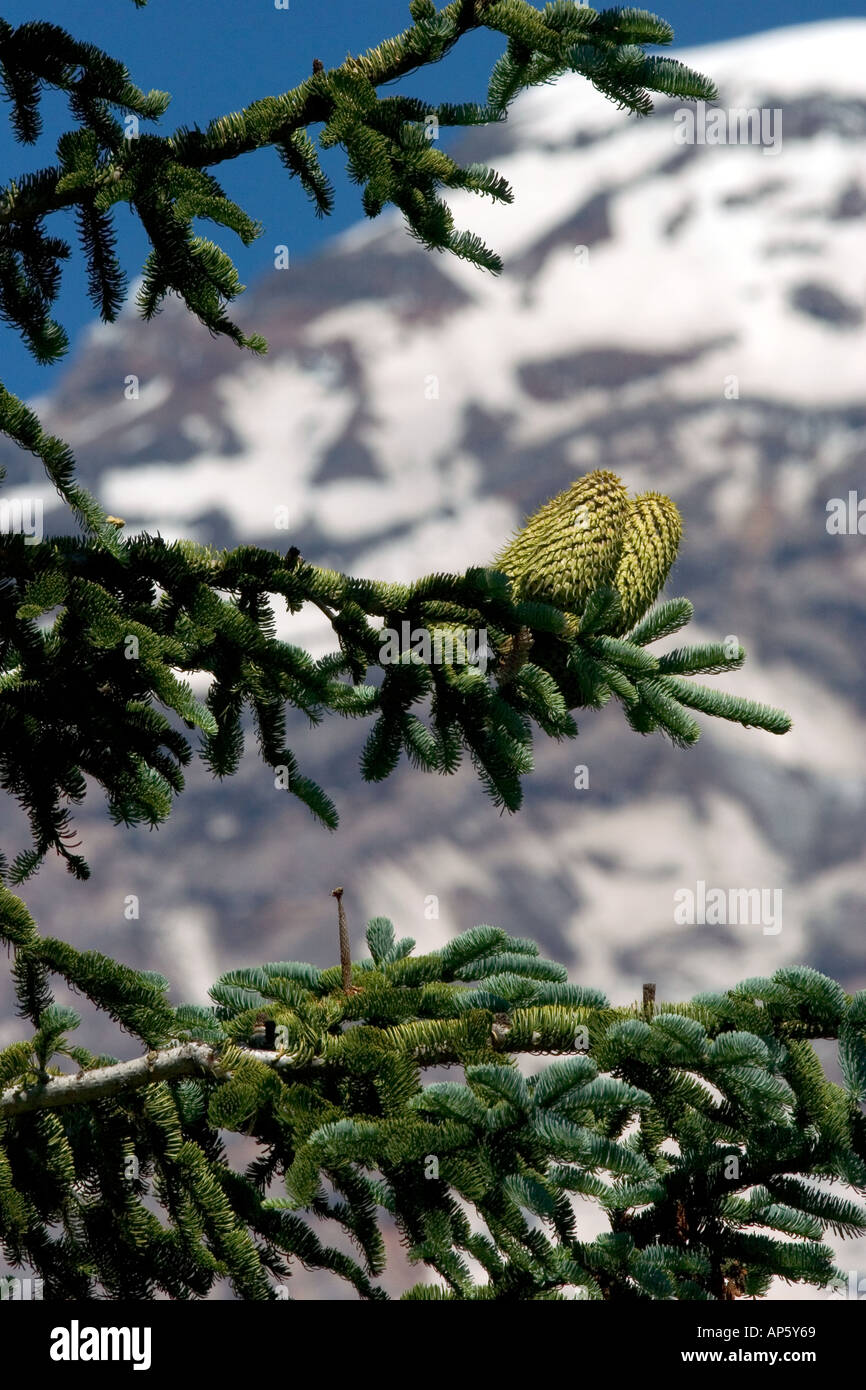 Washington state tree pine cone hi-res stock photography and images - Alamy