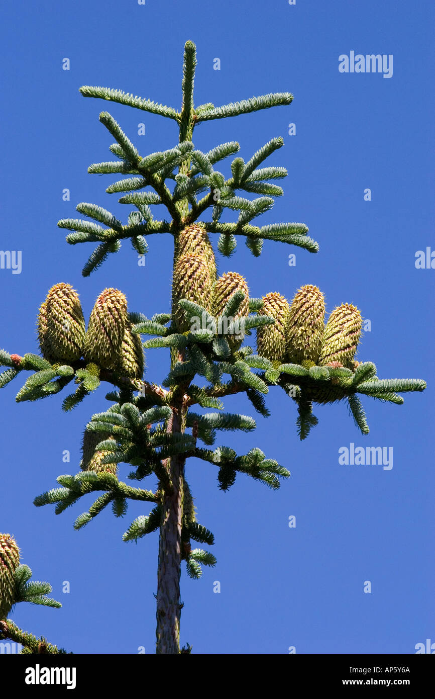 Pacific silver fir hi-res stock photography and images - Alamy