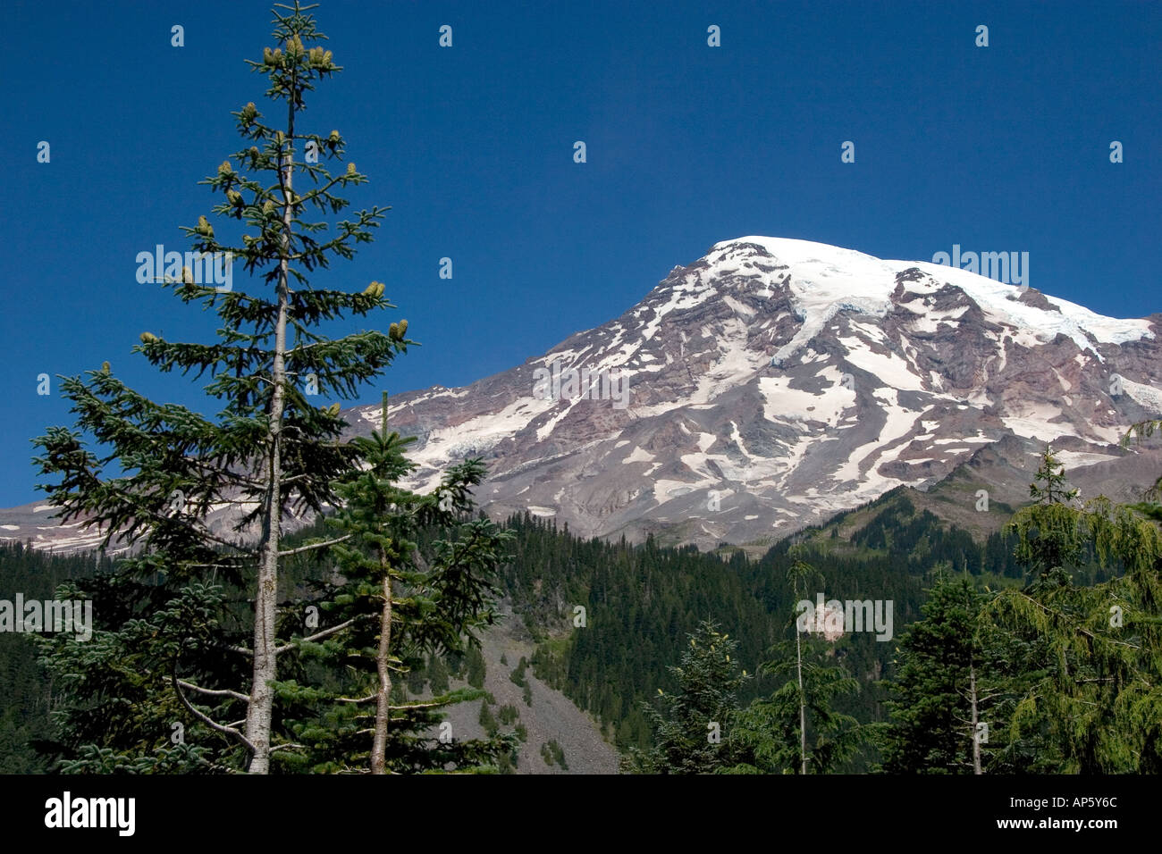 Washington state tree pine cone hi-res stock photography and images - Alamy