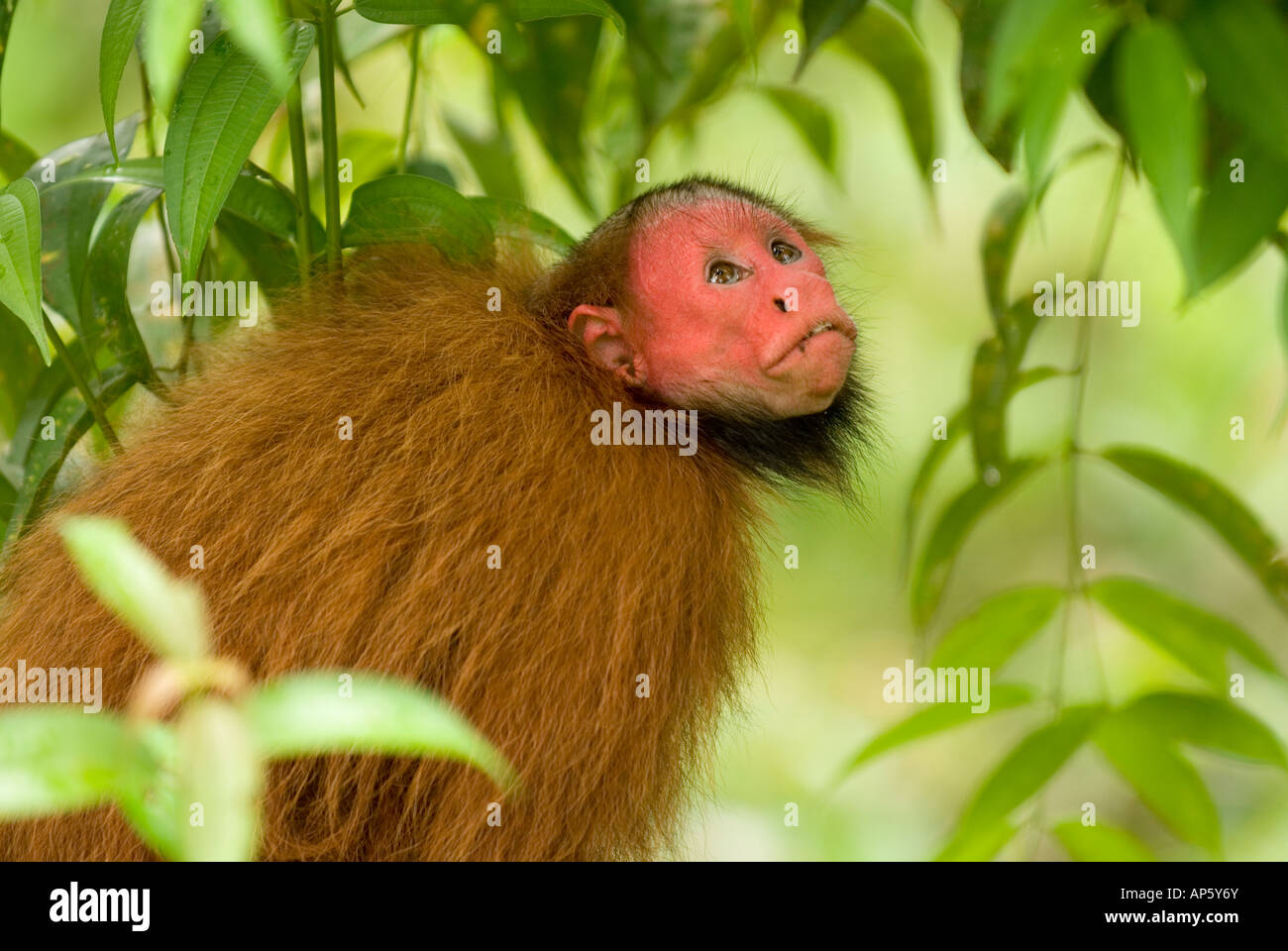 RED UAKARI MONKEY Cacajao calvus ucayalii Stock Photo - Alamy