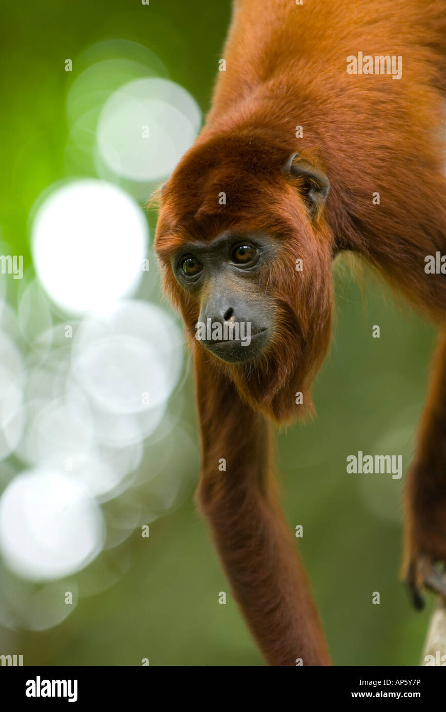 RED HOWLER MONKEY Alouatta seniculus Stock Photo - Alamy