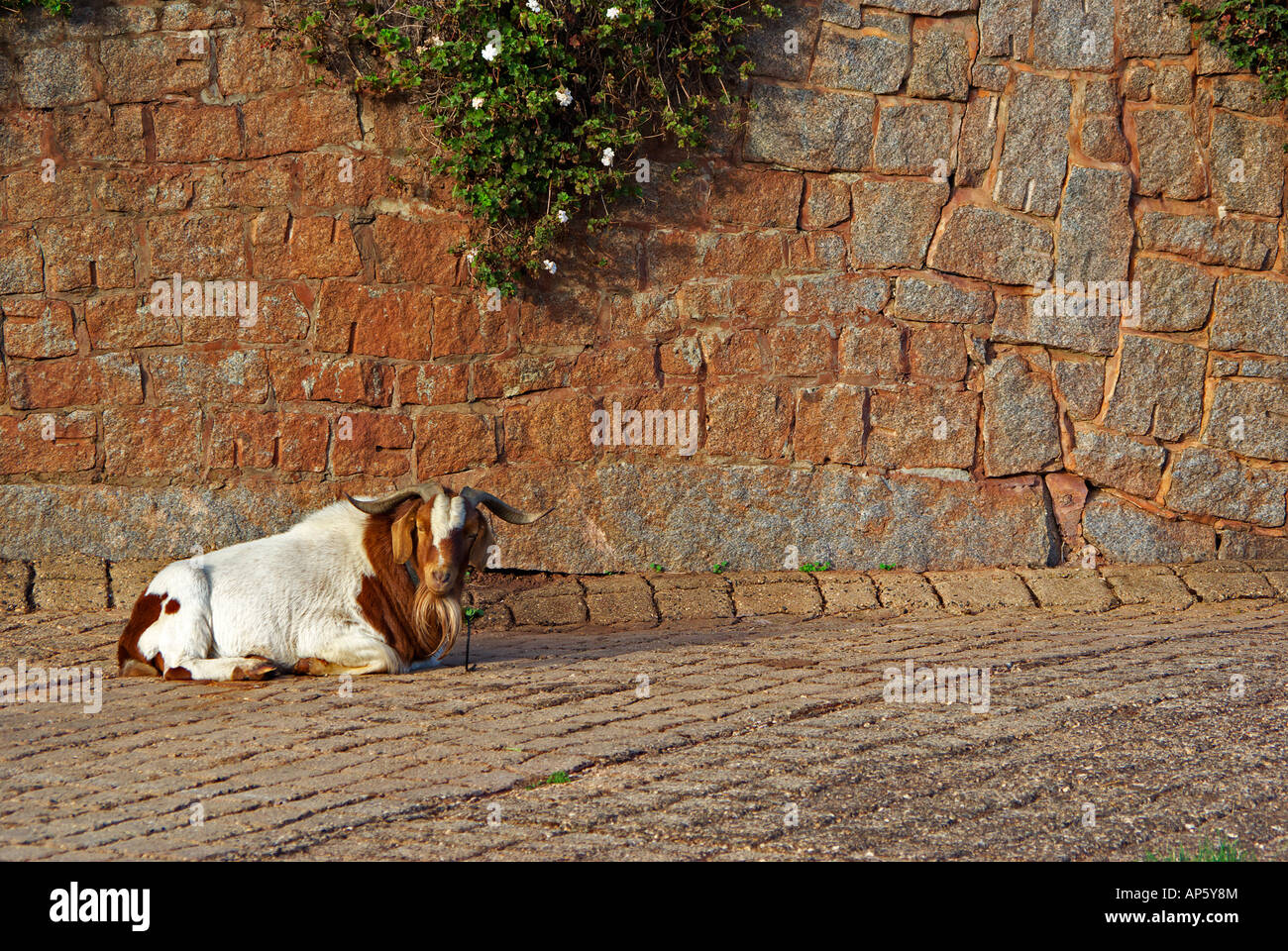 Hairy goat hi-res stock photography and images - Alamy