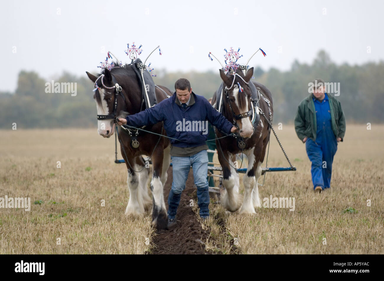 Farmers and horse drawn plough at ploughing competition Stock Photo - Alamy