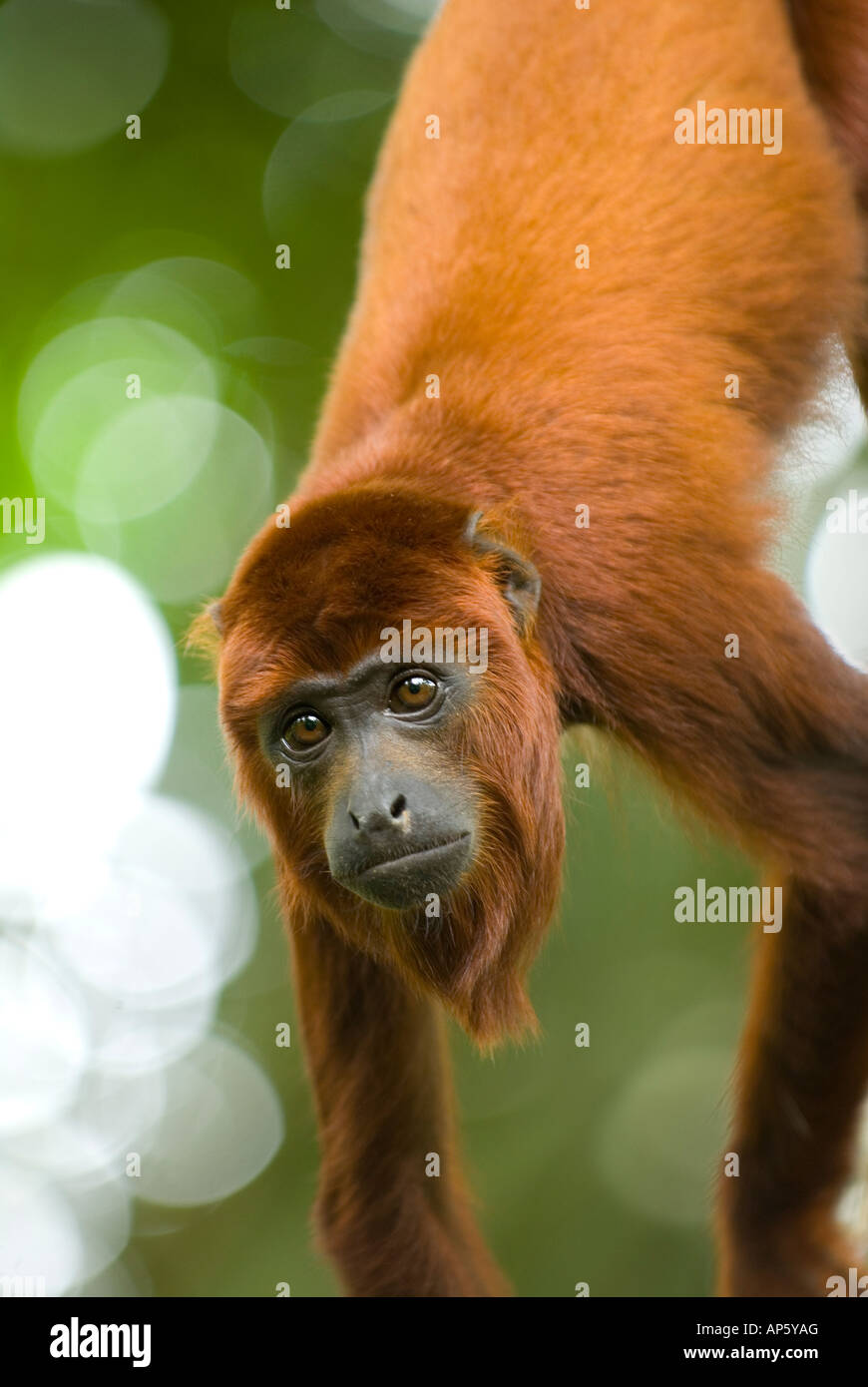 RED HOWLER MONKEY Alouatta seniculus captive Stock Photo - Alamy