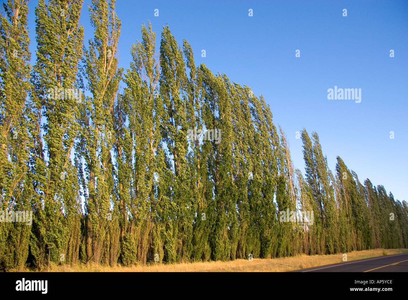 Lombardi Poplar trees blowing in the wind Stock Photo - Alamy