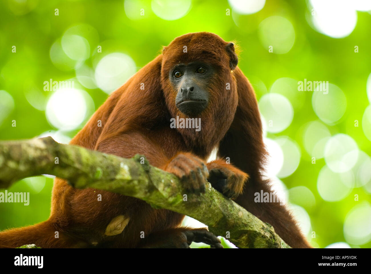 Red howler monkey hi-res stock photography and images - Alamy