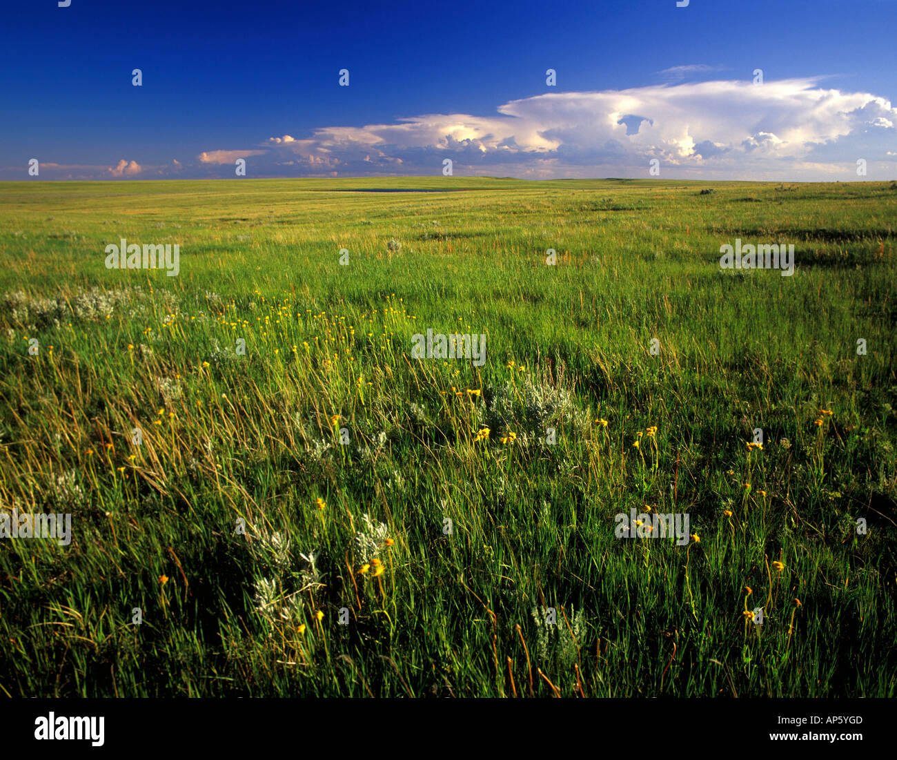 Open short grass prairie north of Malta Montana Stock Photo - Alamy