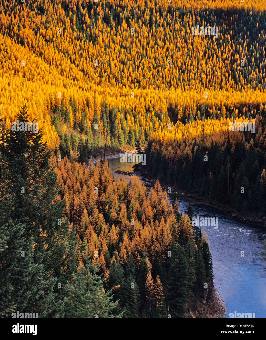 Autumn Larch Trees along the North Fork Flathead River in Montana Stock ...