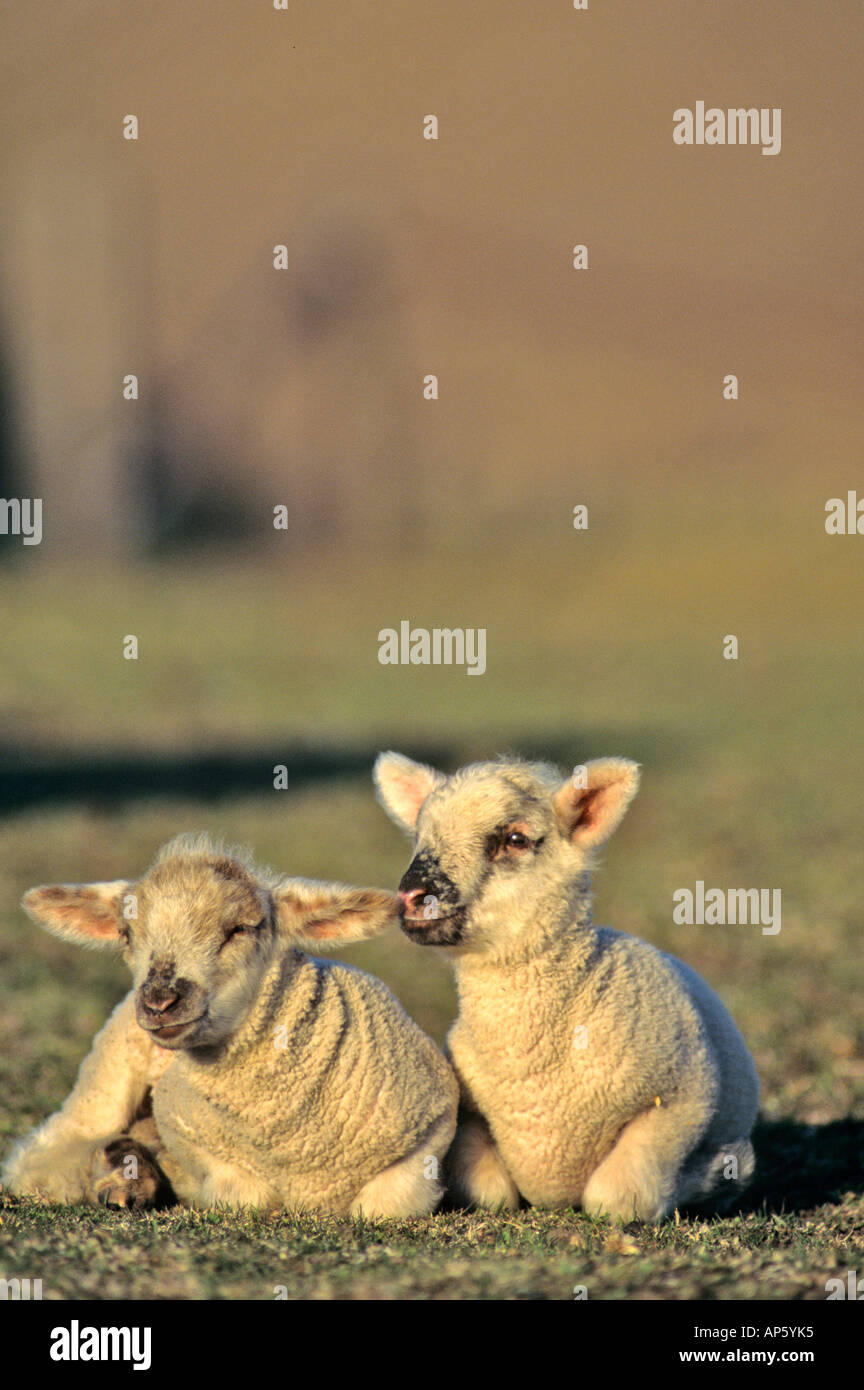 Commercial lambs hi-res stock photography and images - Alamy