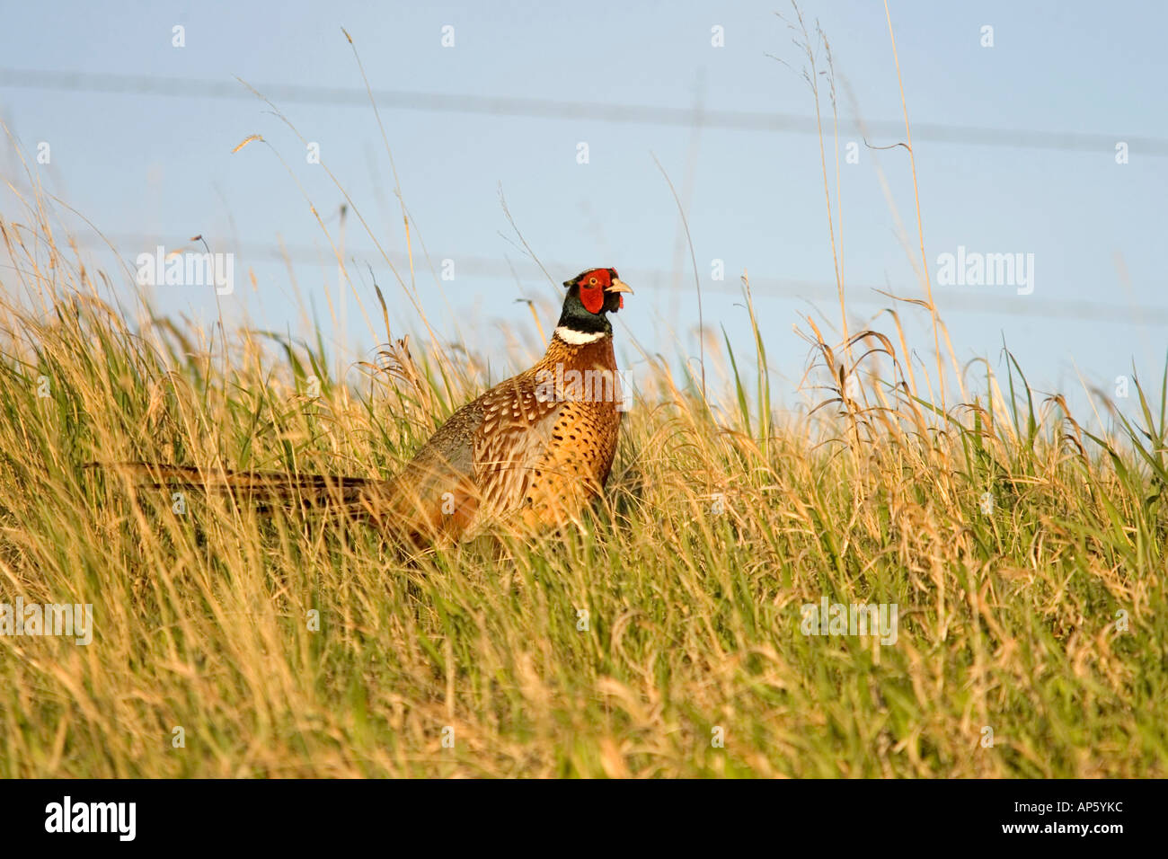 Male Pheasant in Montana Stock Photo - Alamy