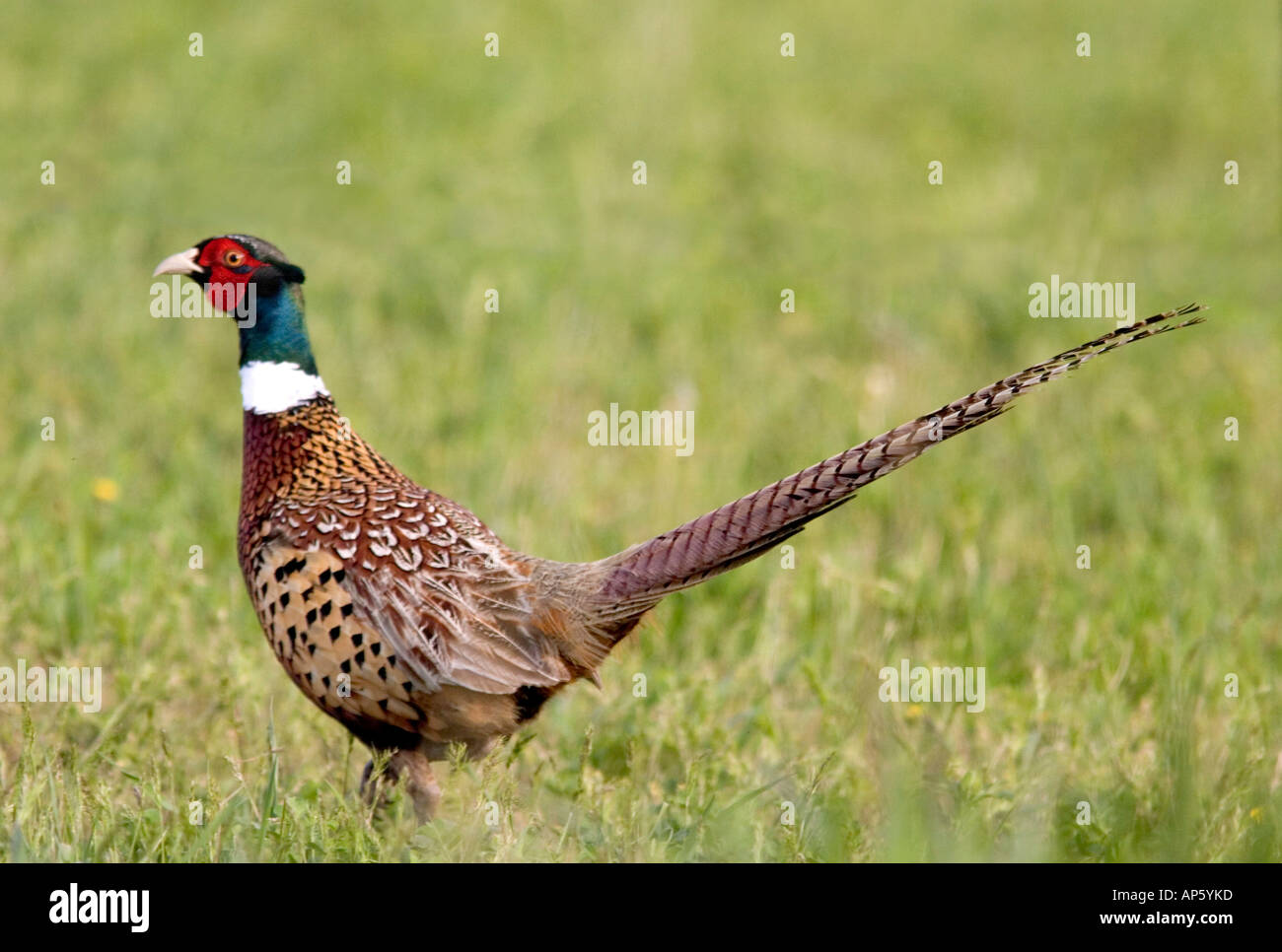 Male Pheasant in Montana Stock Photo - Alamy
