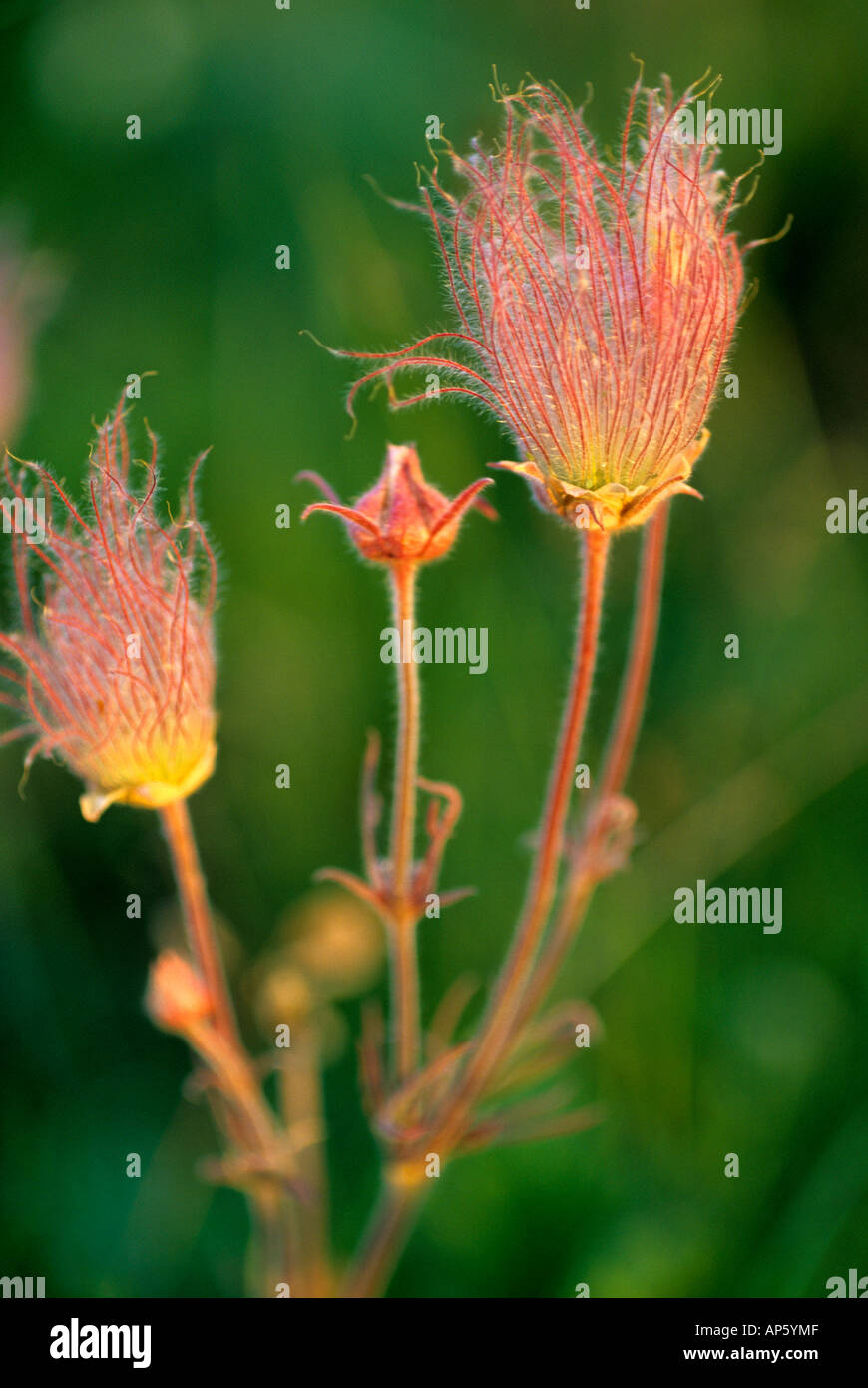 Prairie Smoke wildflowers in the Montana prairie Stock Photo - Alamy