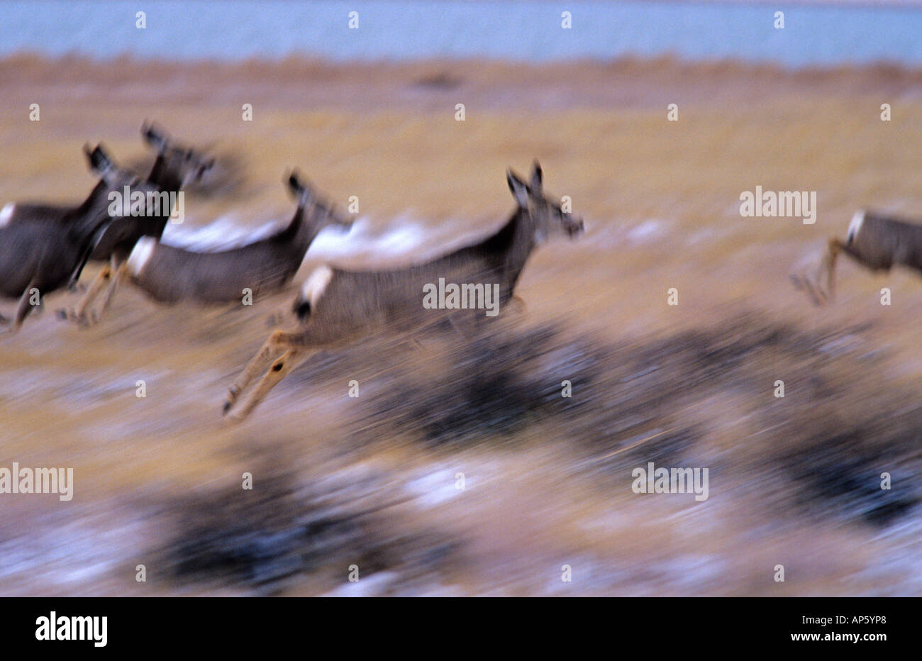 Deer bounding hi-res stock photography and images - Alamy