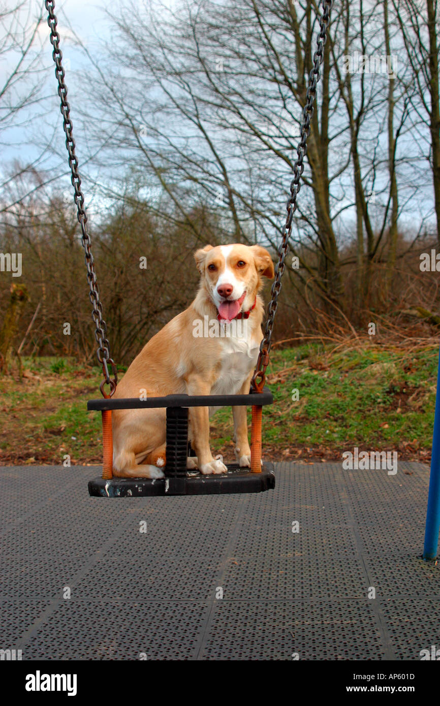 Dog on swing Stock Photo - Alamy