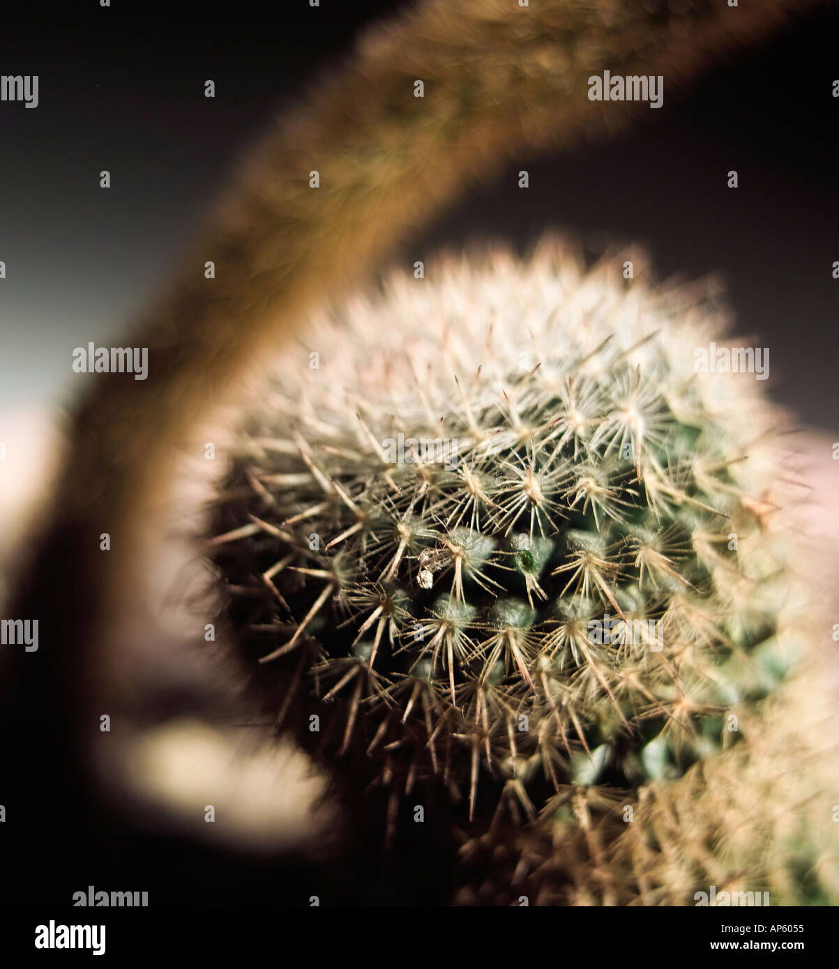 close up fat plant Stock Photo - Alamy