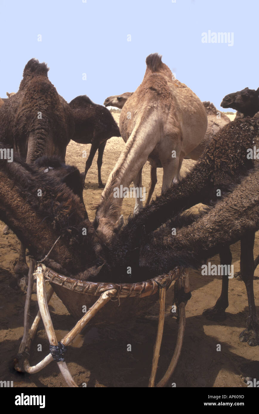 Saudi Arabia, Empty Quarter. Camels of the Al Murrah Bedouin tribe ...