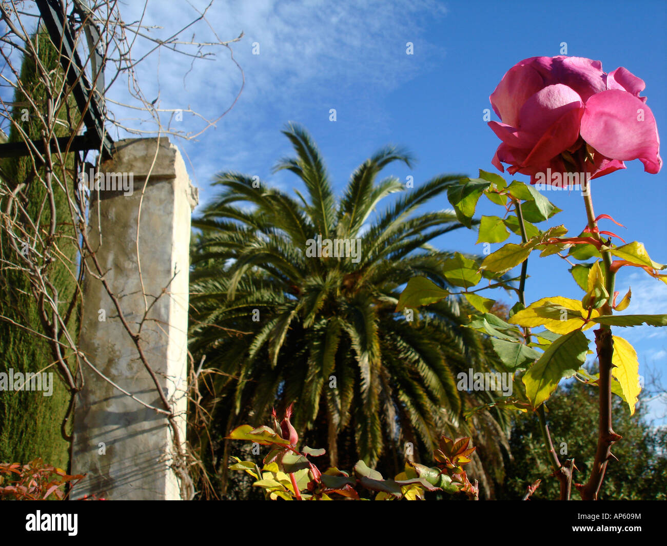 A Mediterranean scene with rose flower and palm tree Stock Photo - Alamy