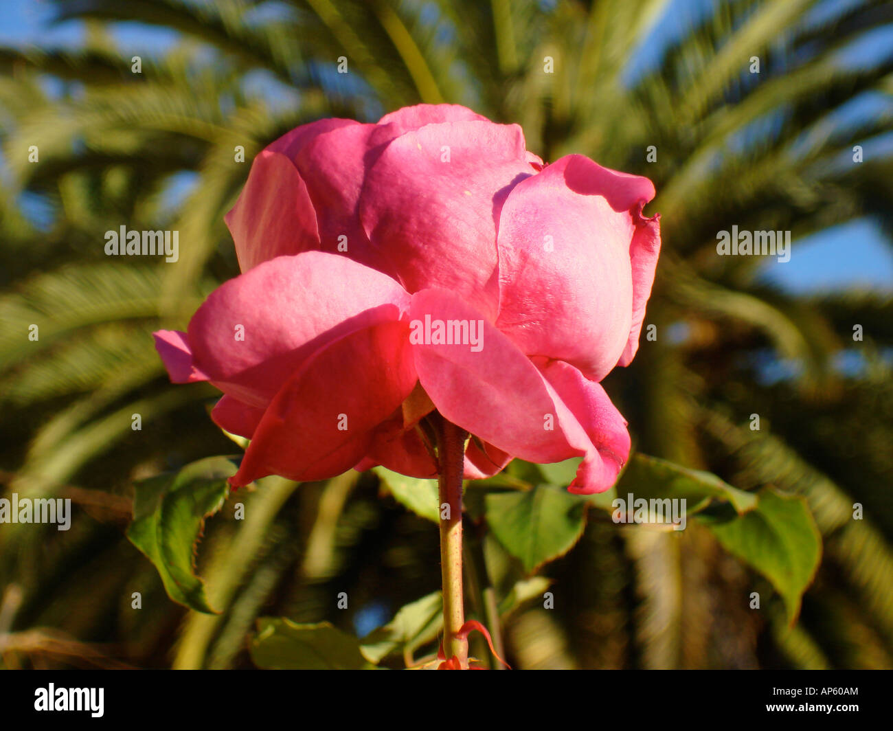 Rose with palm tree in the background Stock Photo - Alamy