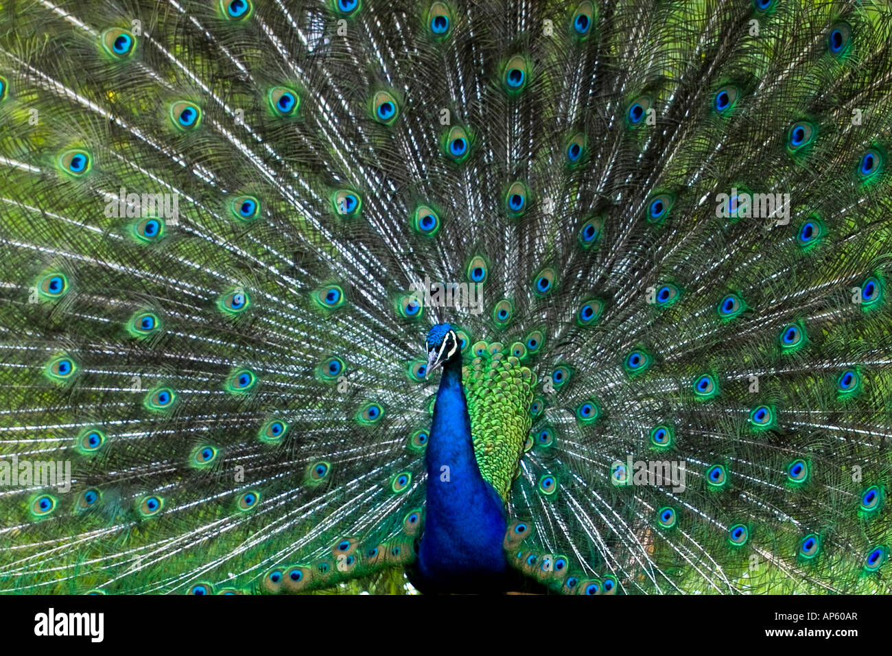 A King Peacock fans it's tail and shows it colours at Kent's Leeds ...