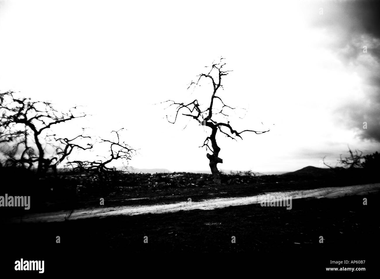 Walking path and twisted old tree Stock Photo - Alamy