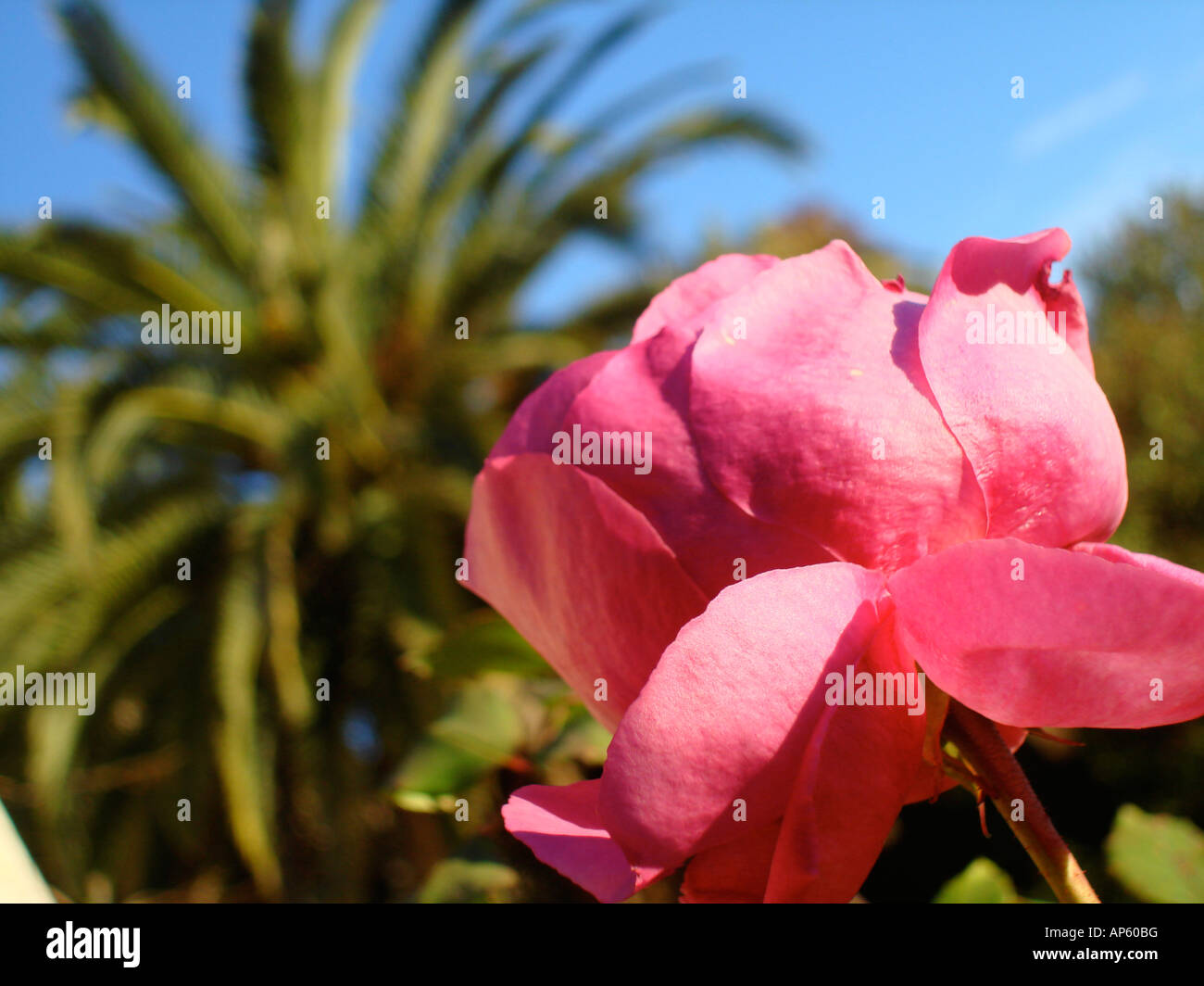 Rose and palm tree scene Stock Photo - Alamy