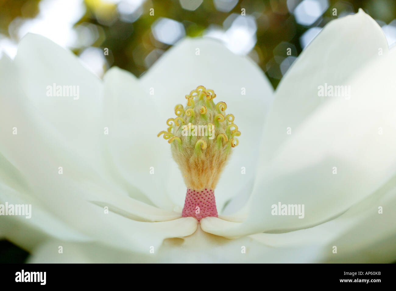 Magnolia anatomy hi-res stock photography and images - Alamy