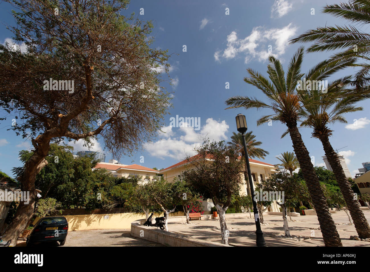 Albida tree hi-res stock photography and images - Alamy